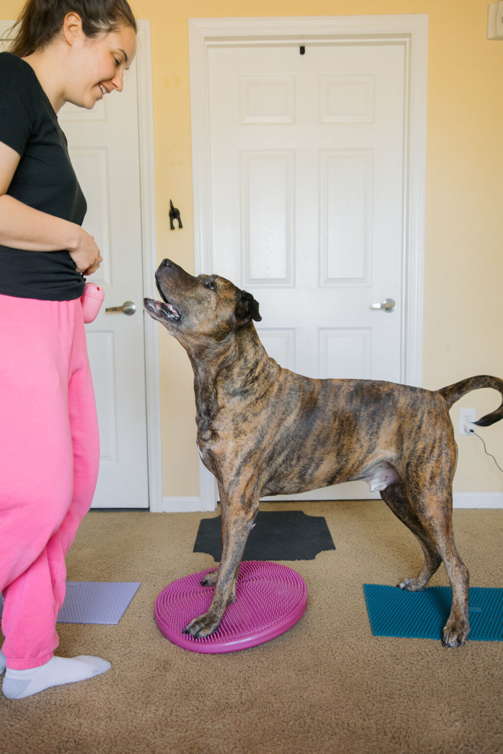 3 FitPaws Balance Disc K9 Fitness Exercises – Sparkles and Sunshine Blog