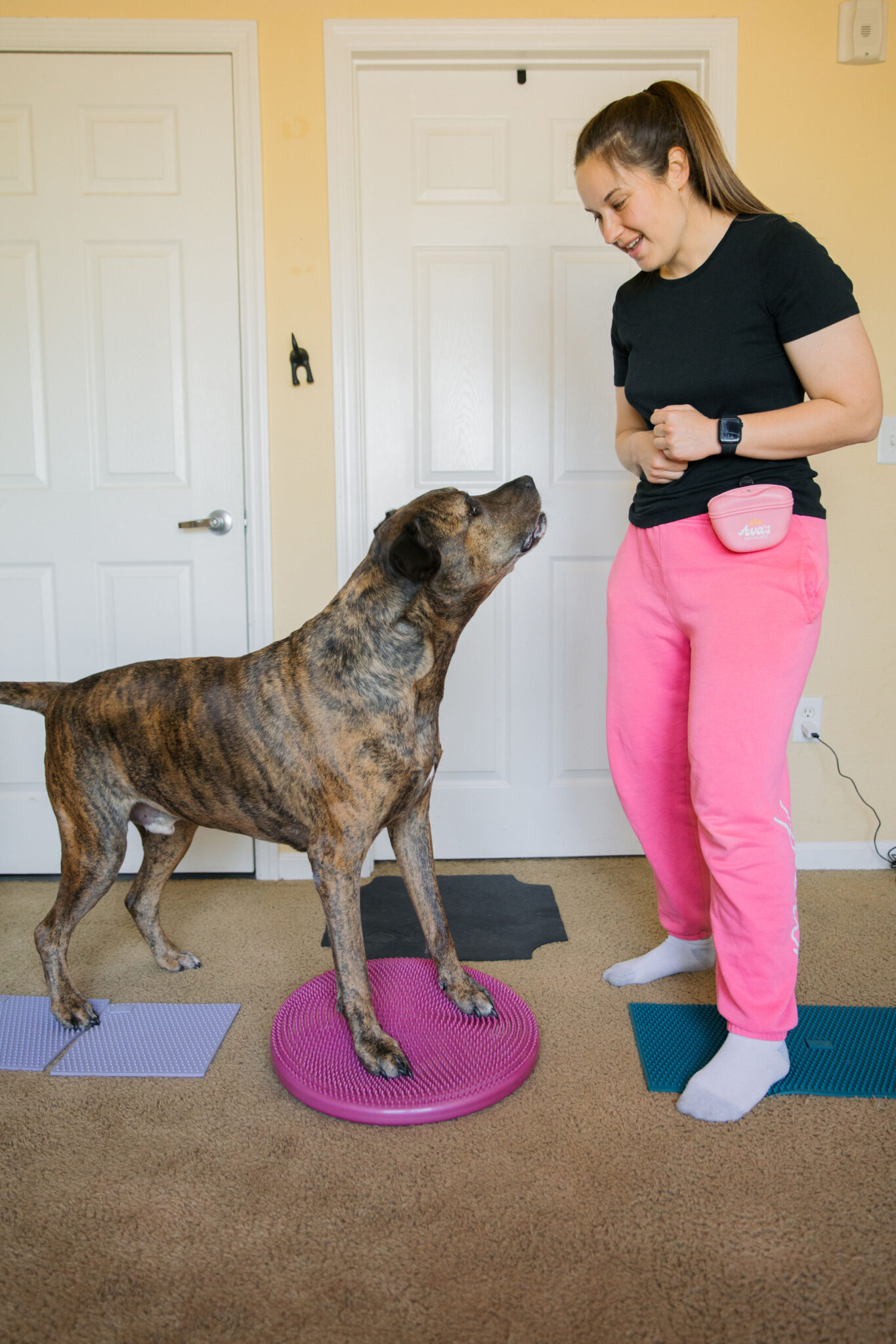 3 FitPaws Balance Disc K9 Fitness Exercises – Sparkles and Sunshine Blog