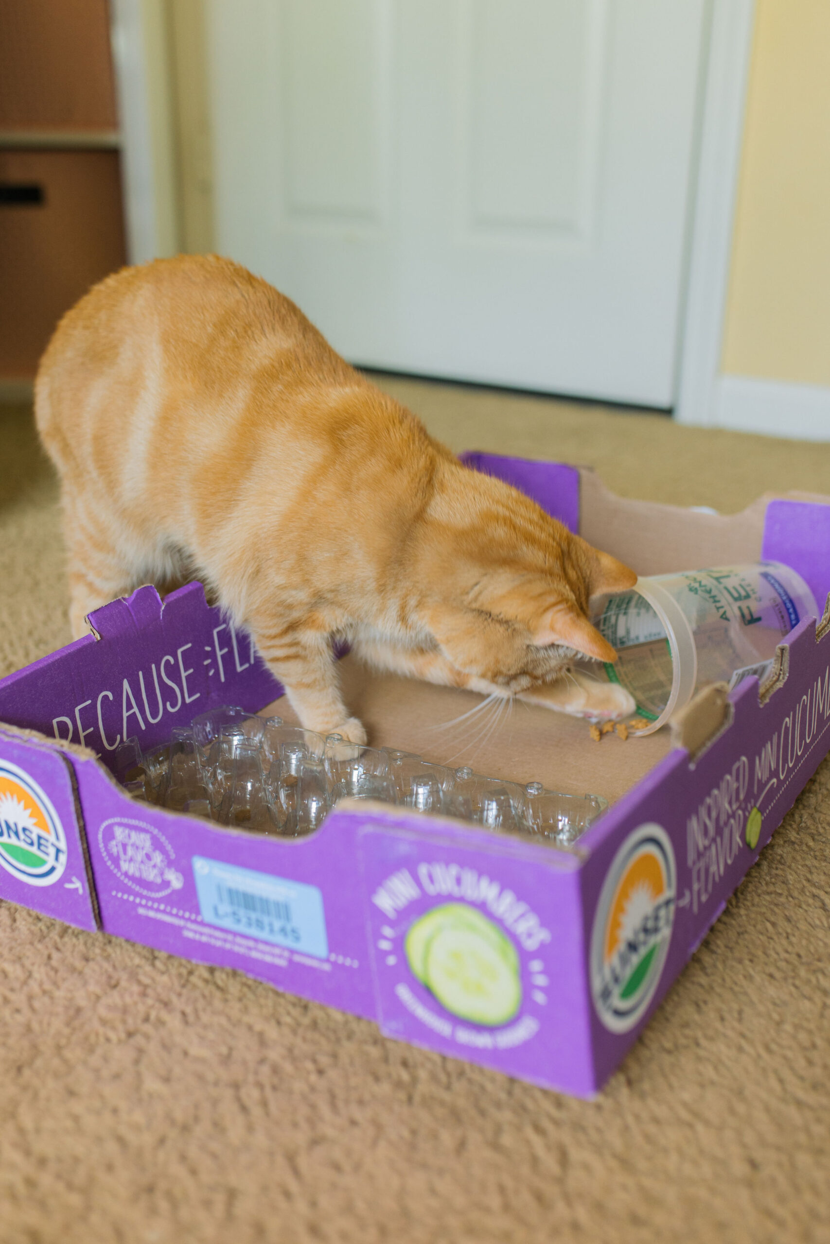 3 DIY Cat Puzzle Feeders – Sparkles and Sunshine Blog