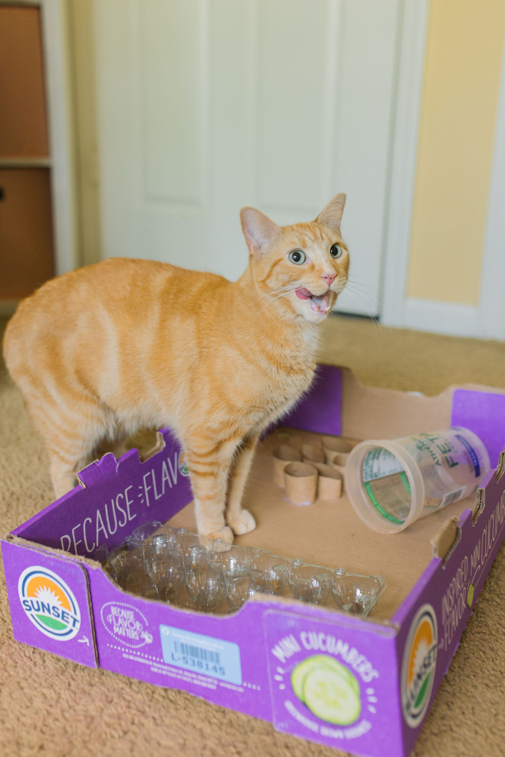 3 DIY Cat Puzzle Feeders – Sparkles and Sunshine Blog