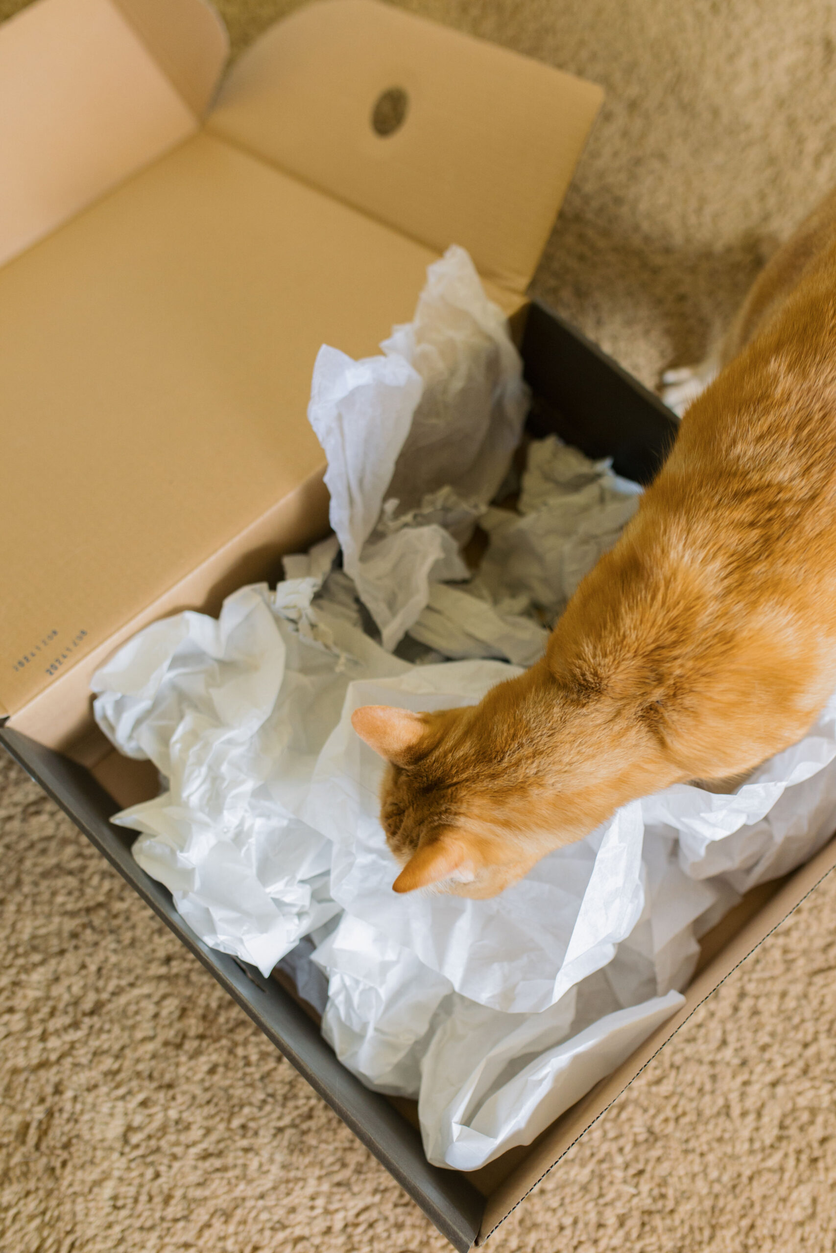 3 DIY Cat Puzzle Feeders – Sparkles and Sunshine Blog