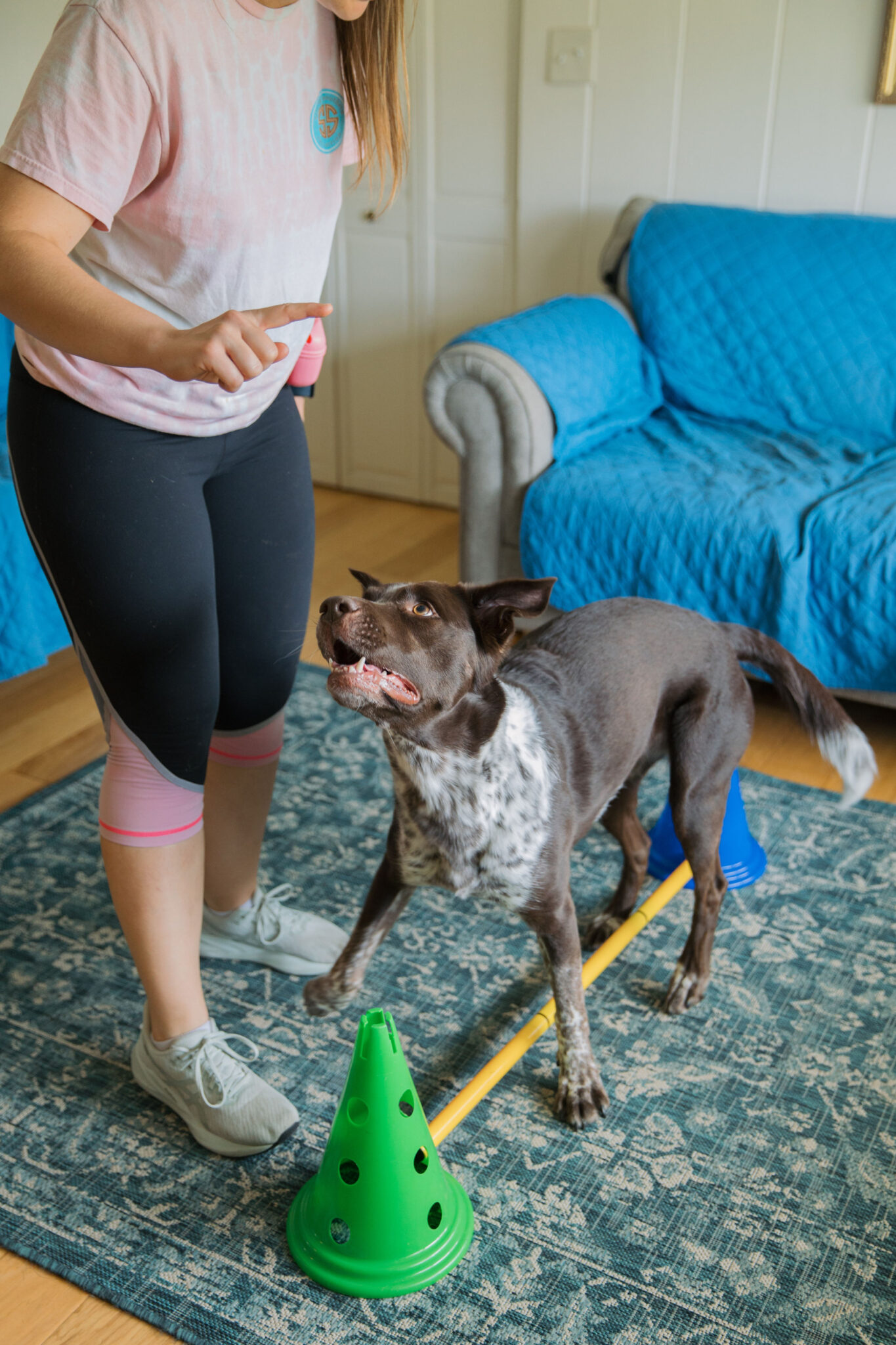 4 Dog Cavaletti K9 Fitness Exercises – Sparkles and Sunshine Blog