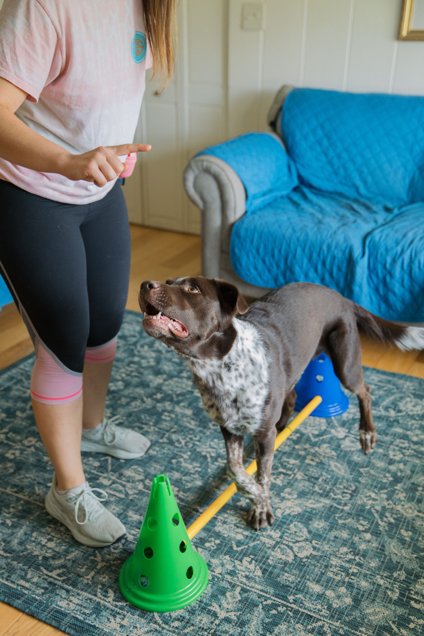 4 Dog Cavaletti K9 Fitness Exercises – Sparkles and Sunshine Blog