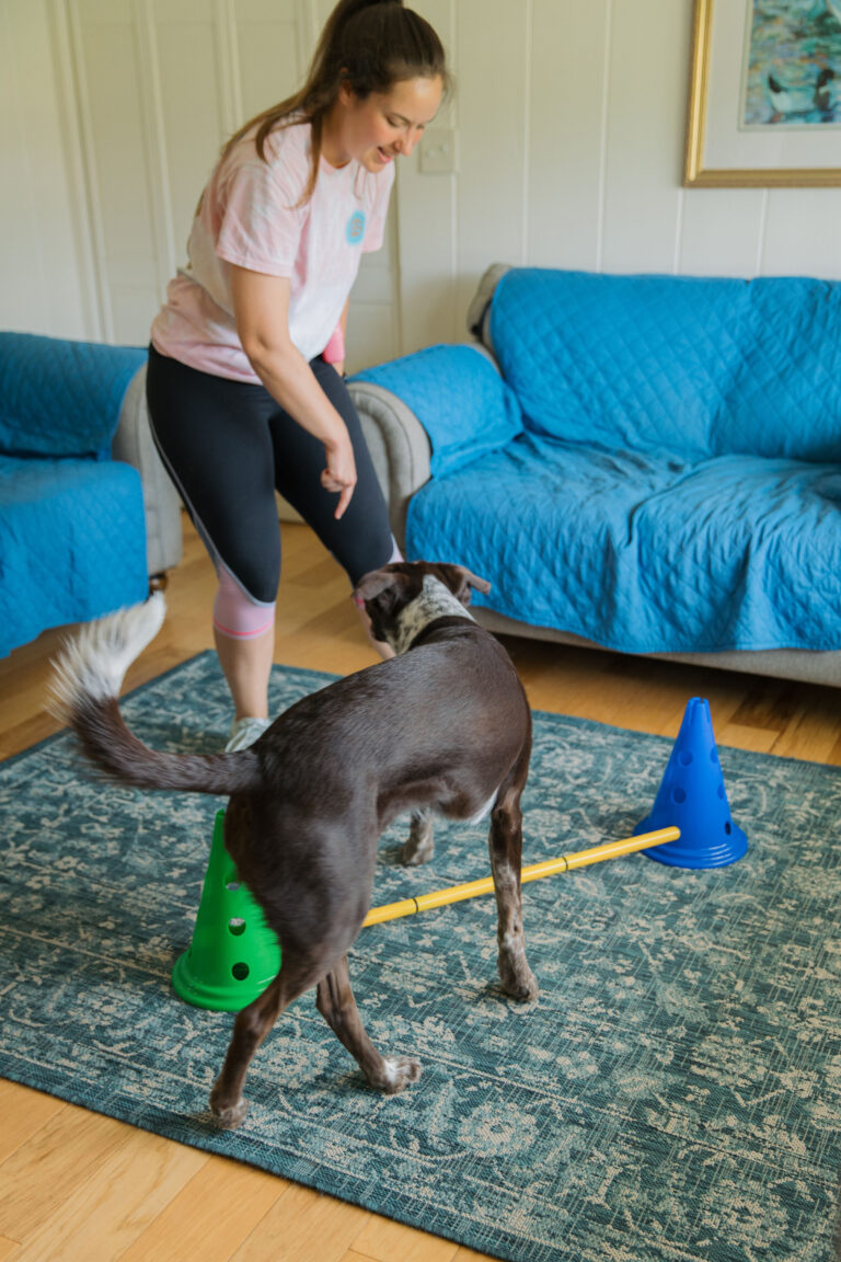 4 Dog Cavaletti K9 Fitness Exercises – Sparkles and Sunshine Blog